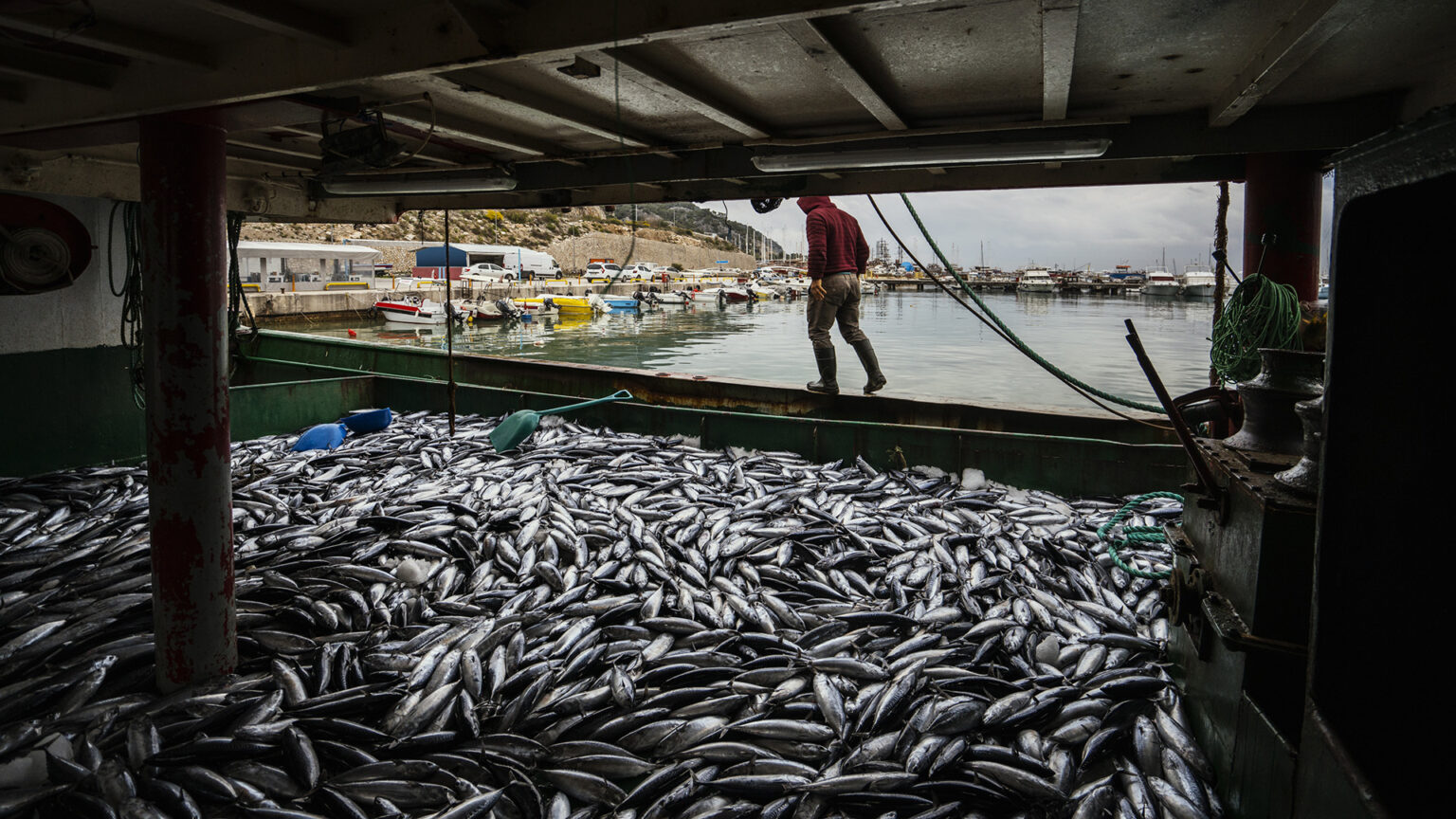 PSMART: Port State Measures Analysis Risk Tool - OceanMind